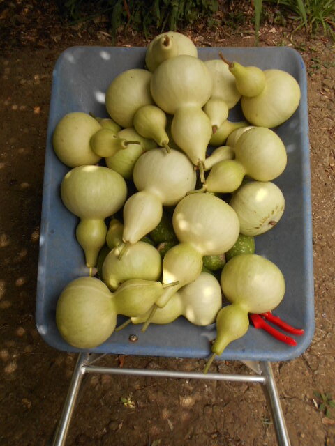 “宝 来” を収穫する！！ : ひょうたんぶらぶら日記